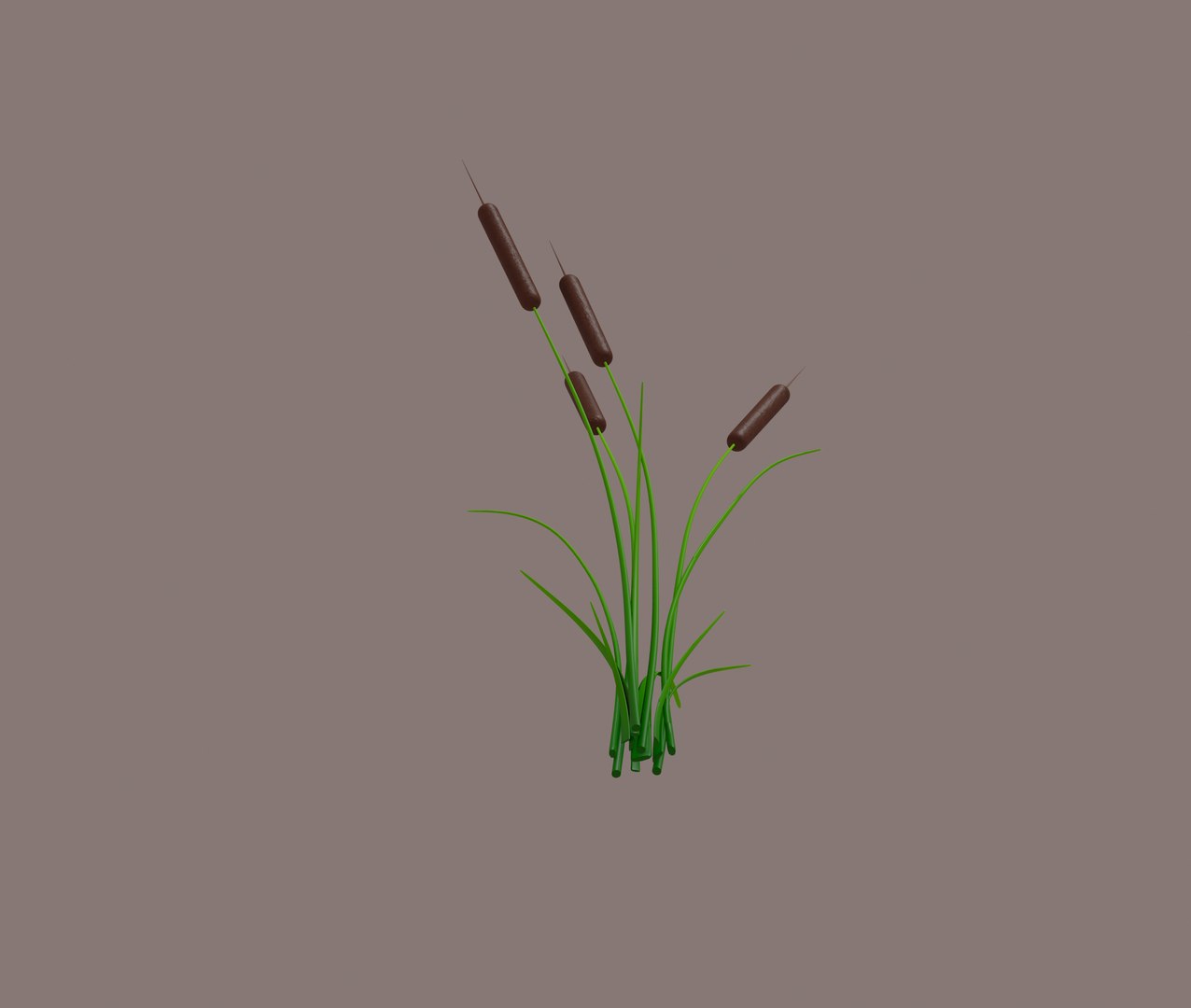 Cattail Model - TurboSquid 1757214