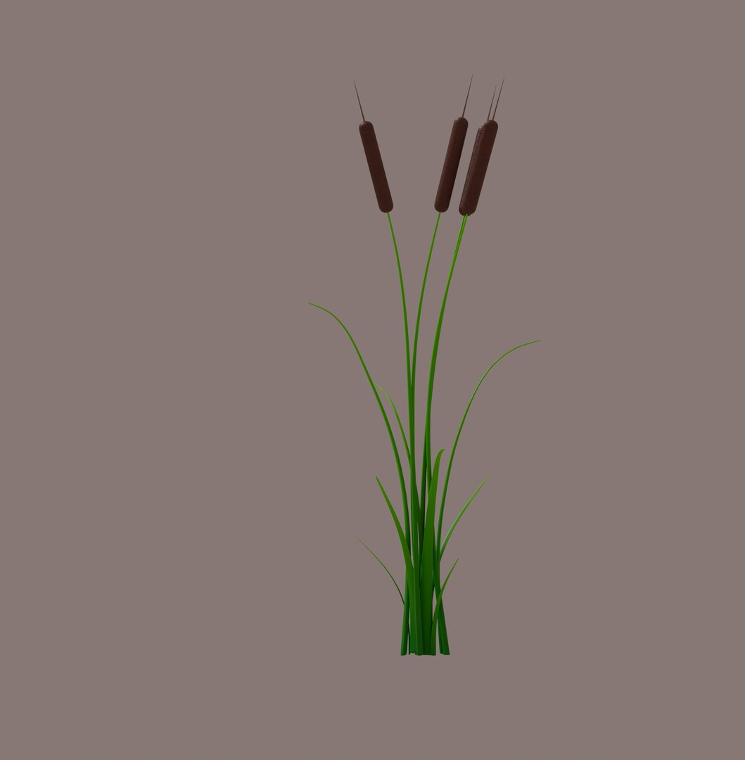 Cattail Model - TurboSquid 1757214