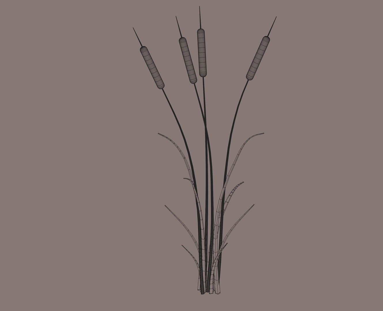 Cattail Model - TurboSquid 1757214