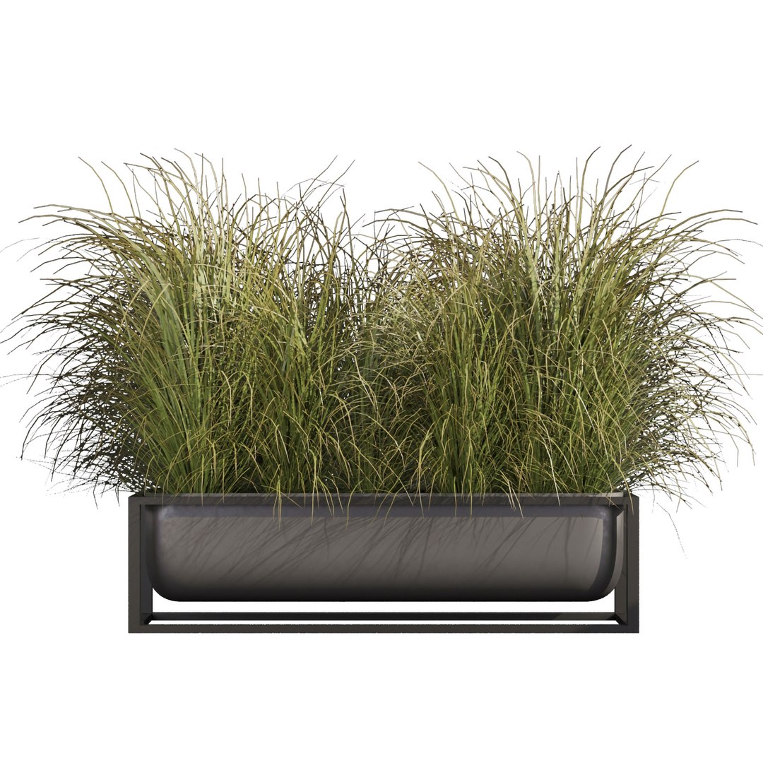 3D Collection plant vol 478 - grass - Switchgrass - Northwind - outdoor ...