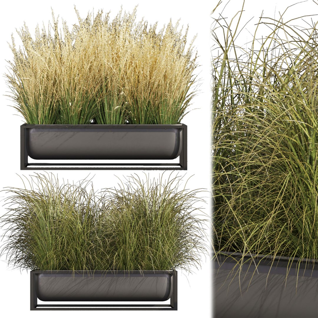 3D Collection plant vol 478 - grass - Switchgrass - Northwind - outdoor ...