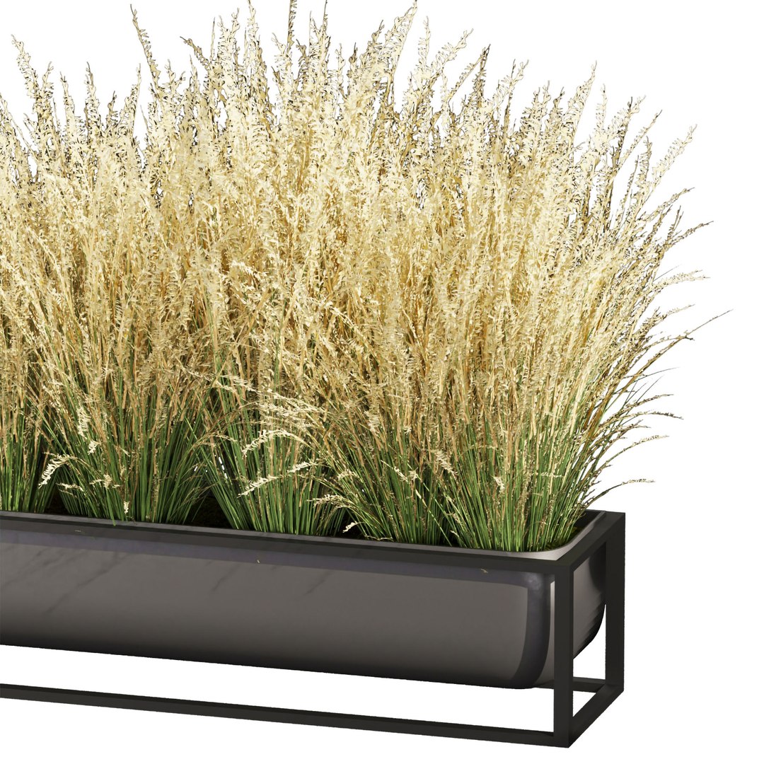 3D Collection plant vol 478 - grass - Switchgrass - Northwind - outdoor ...