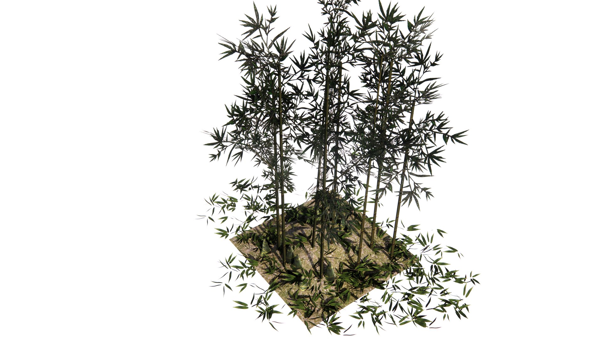 Bamboo Bauhinia Akeana For Landscape Architect ENSCAPE 3D - TurboSquid ...