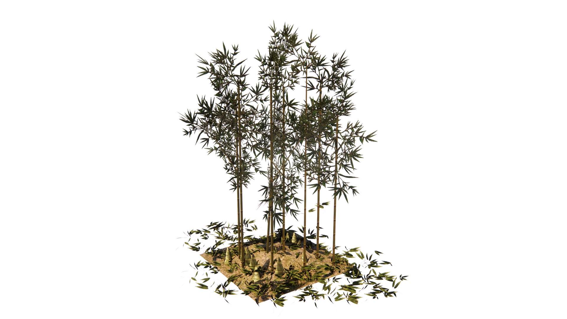 Bamboo Bauhinia Akeana For Landscape Architect ENSCAPE 3D - TurboSquid ...