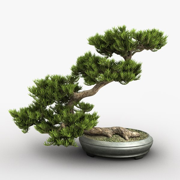 sakura bonsai tree 3d max