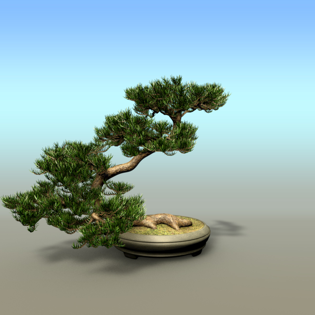 Bonsai Tree C4d