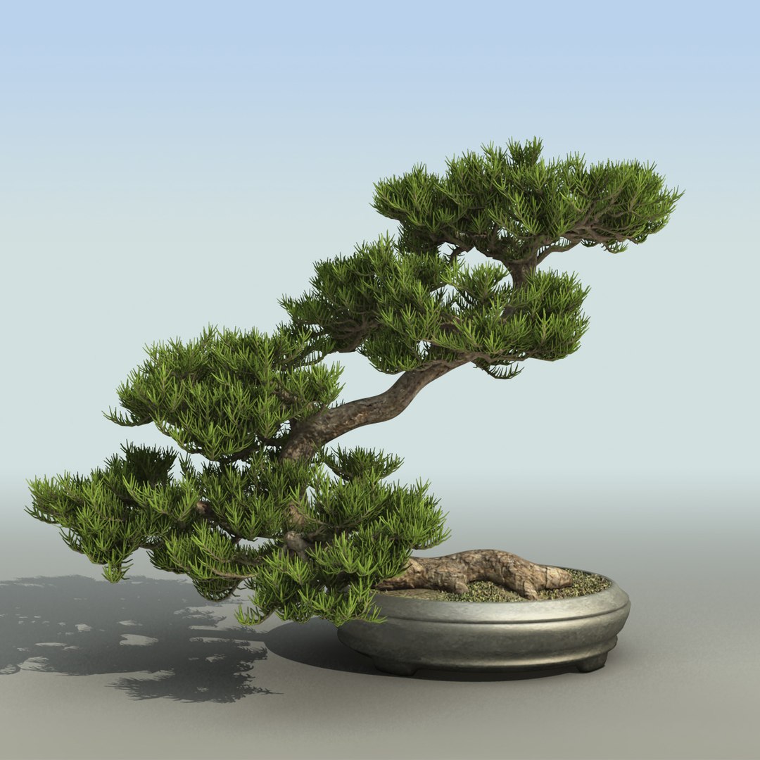 Bonsai Tree C4d