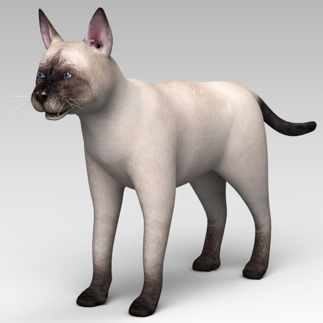 Cat 3d Max
