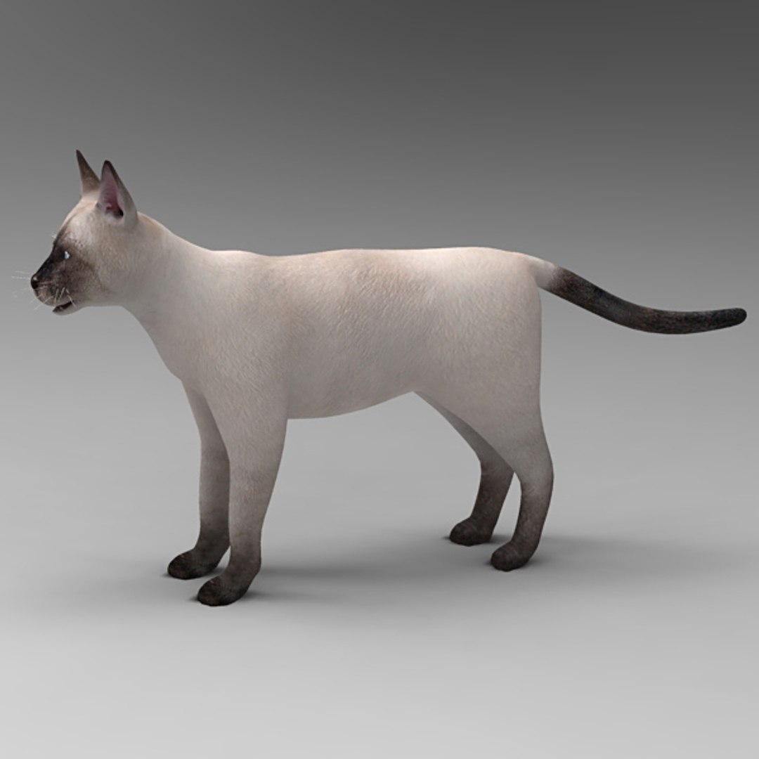 Cat 3d Max