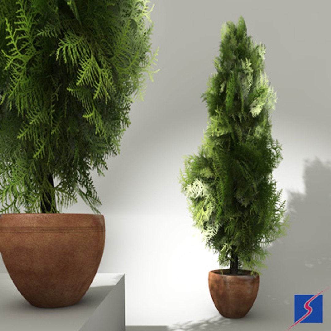 Potted Thuja 3d Model