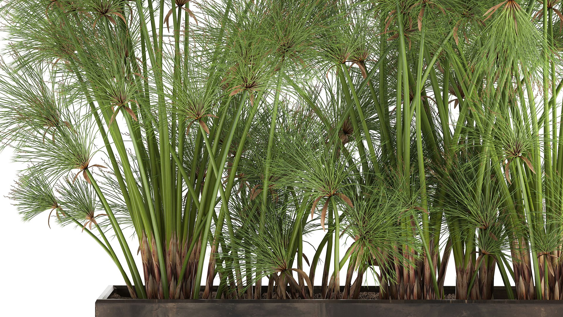 3D Model Cyperus Papyrus In A Rust Pot For The Interior 1049 ...