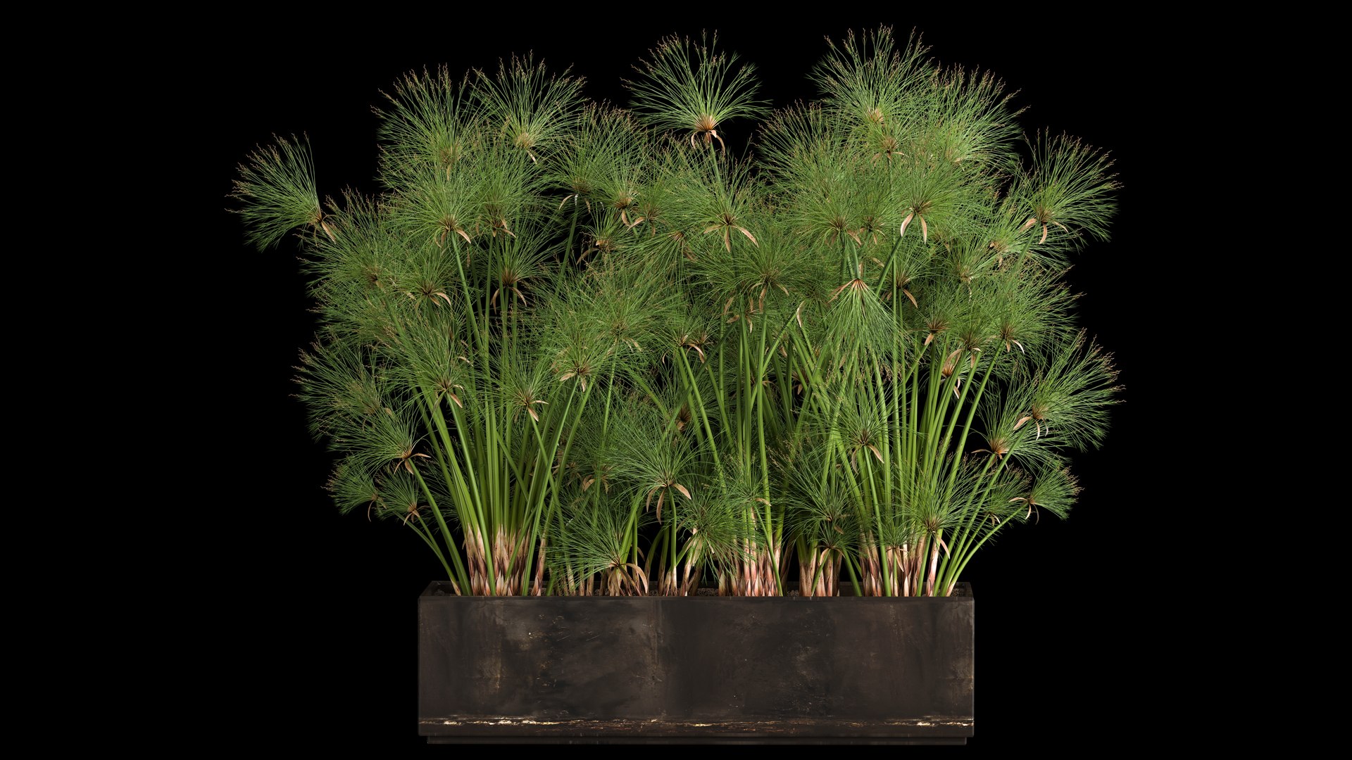 3D Model Cyperus Papyrus In A Rust Pot For The Interior 1049 ...