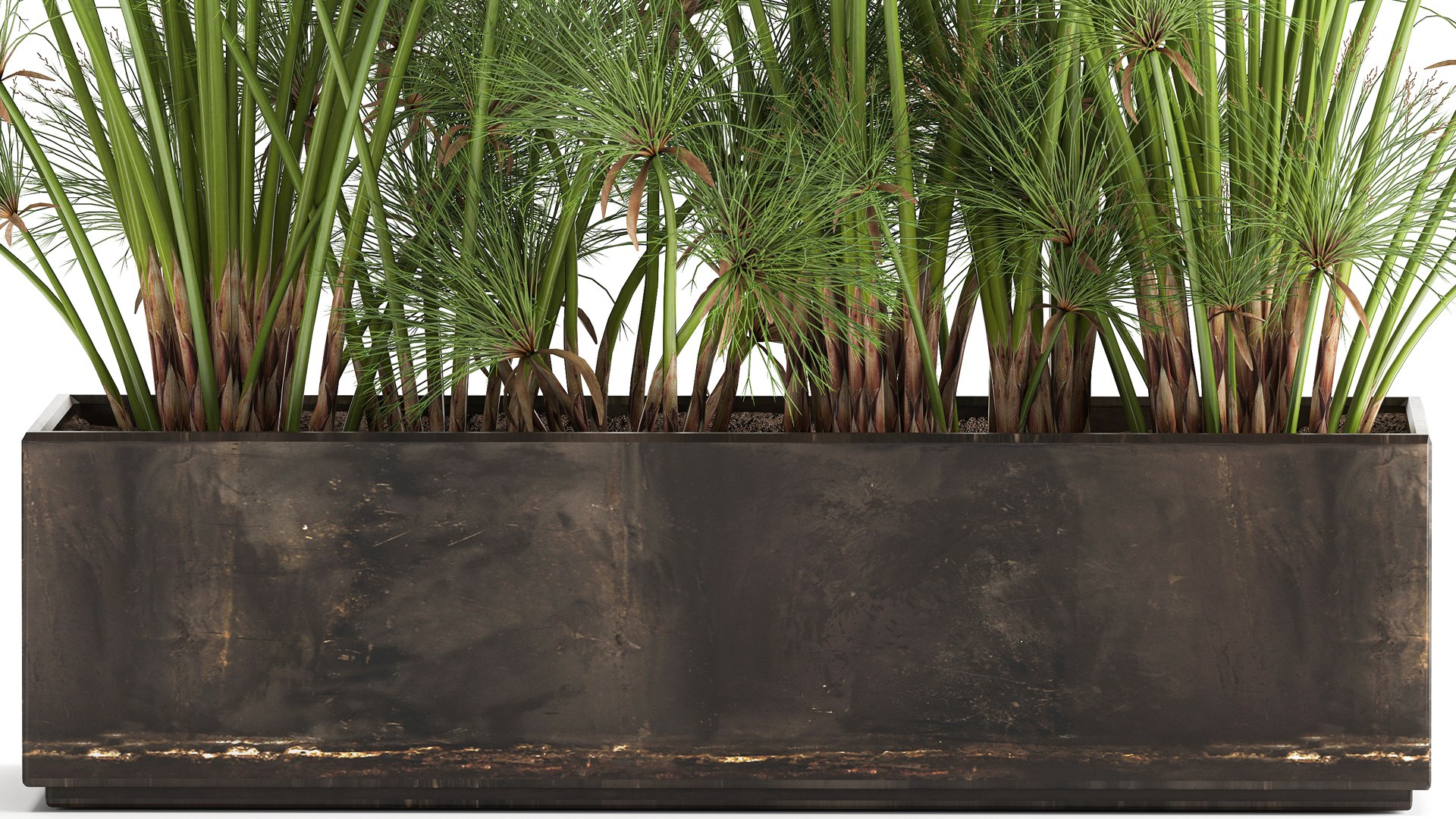 3D Model Cyperus Papyrus In A Rust Pot For The Interior 1049 ...
