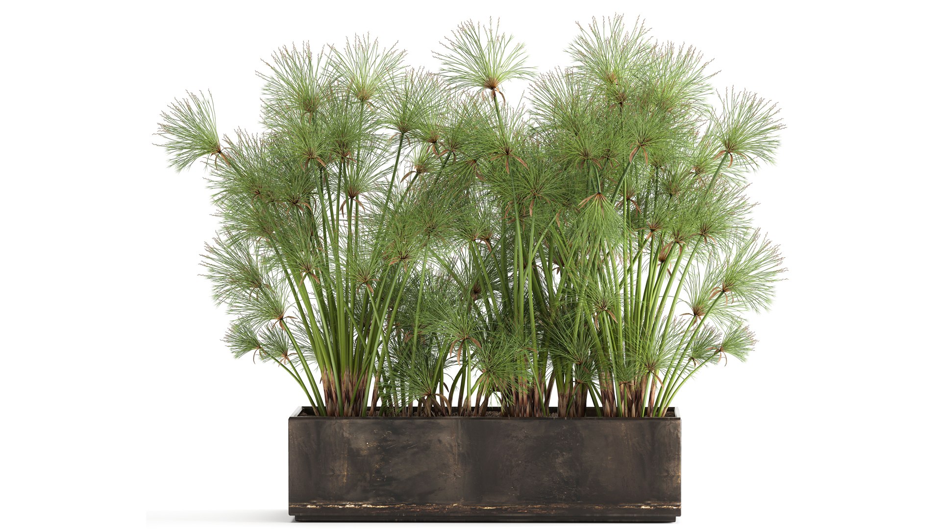 3D Model Cyperus Papyrus In A Rust Pot For The Interior 1049 ...