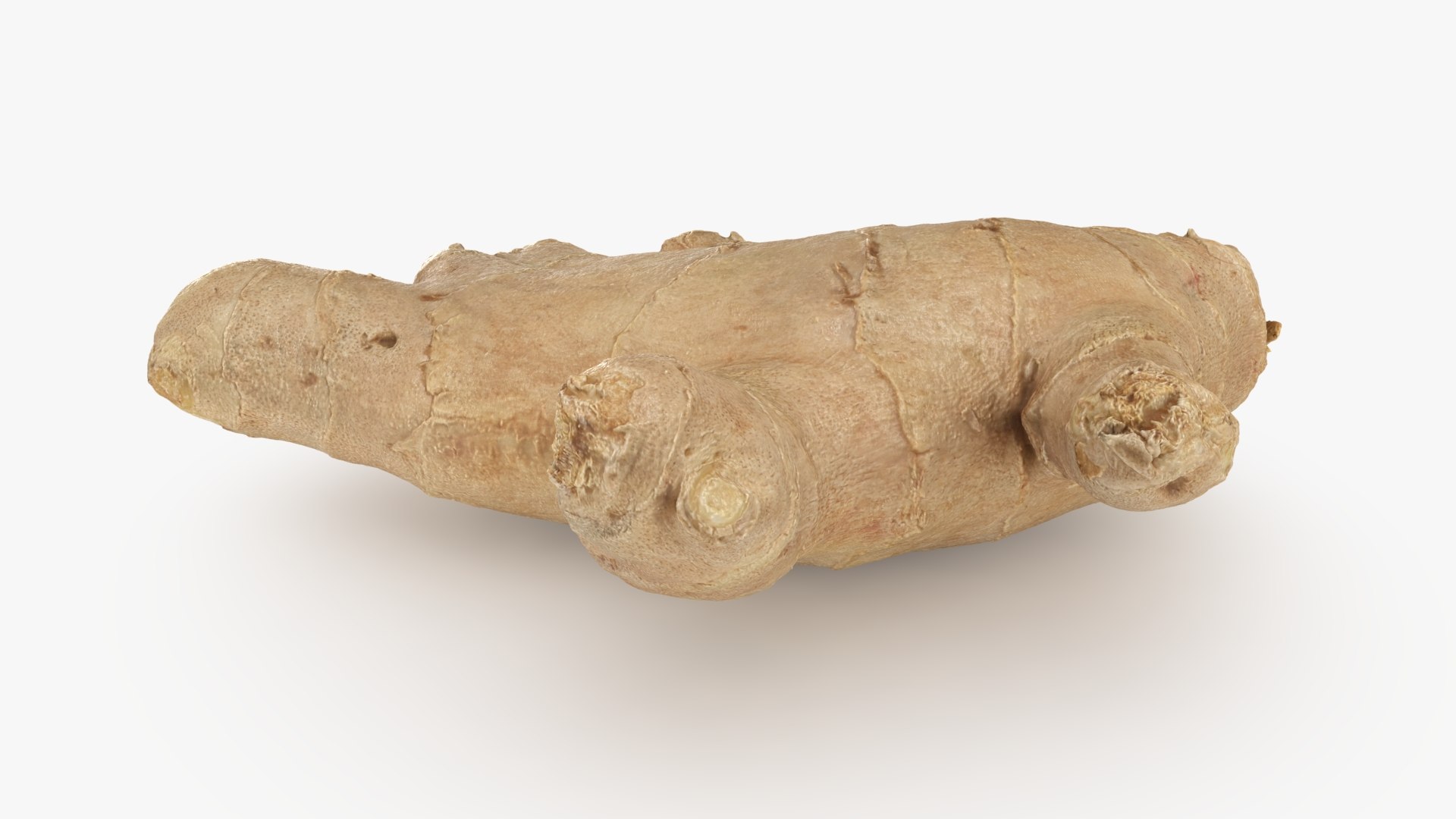 3D Model Ginger Root 01 - TurboSquid 2384330