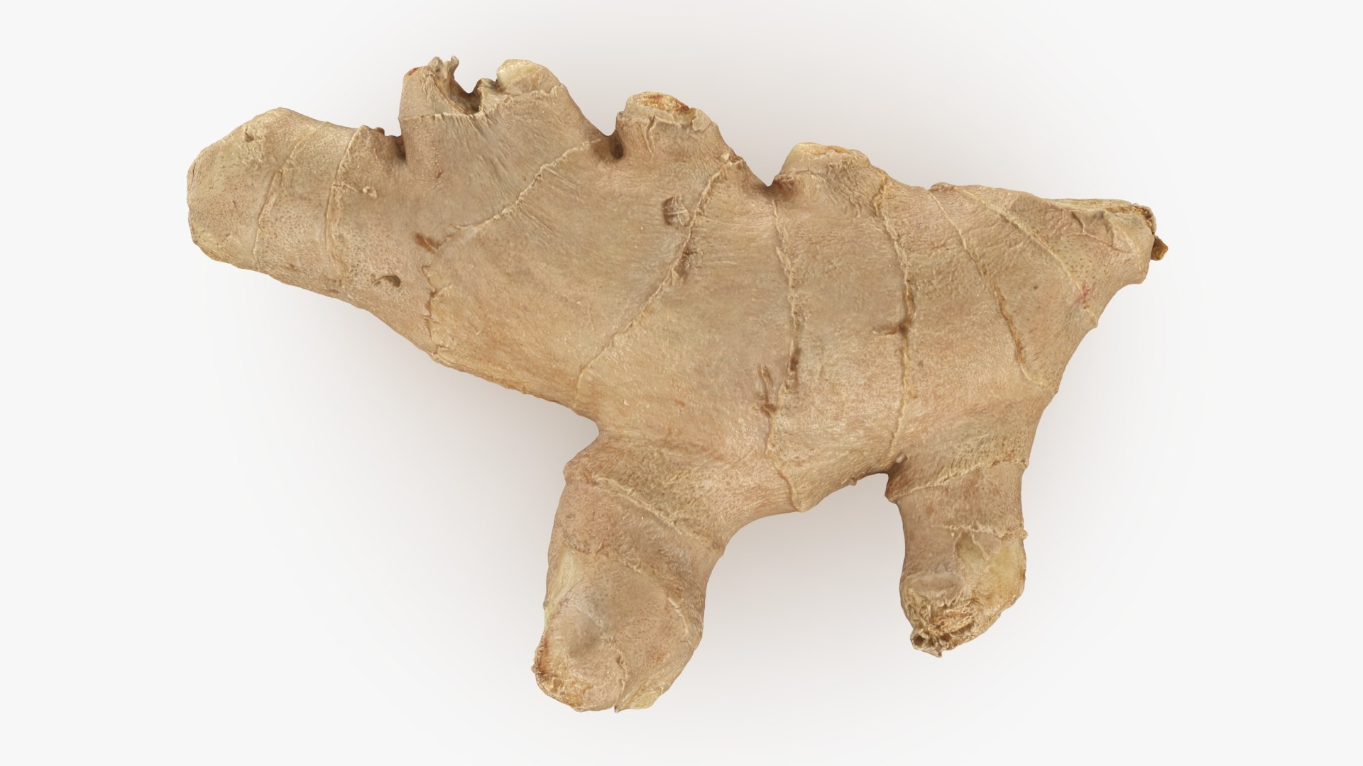 3D Model Ginger Root 01 - TurboSquid 2384330