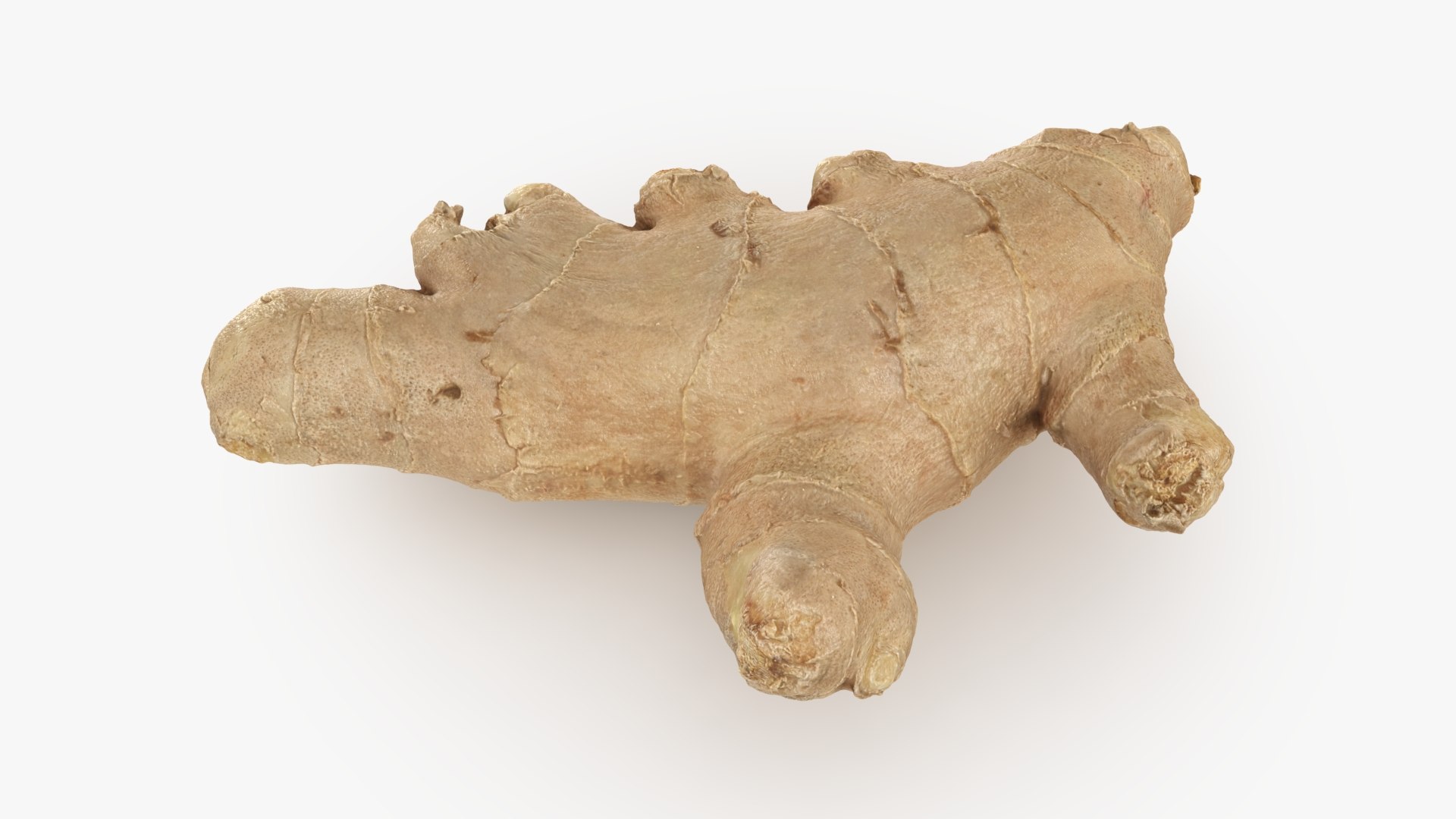 3D Model Ginger Root 01 - TurboSquid 2384330