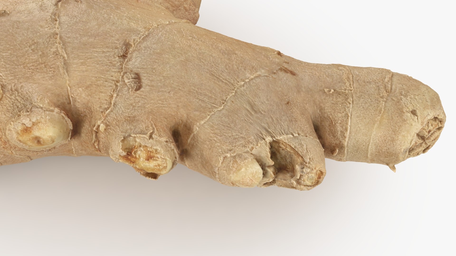 3D Model Ginger Root 01 - TurboSquid 2384330