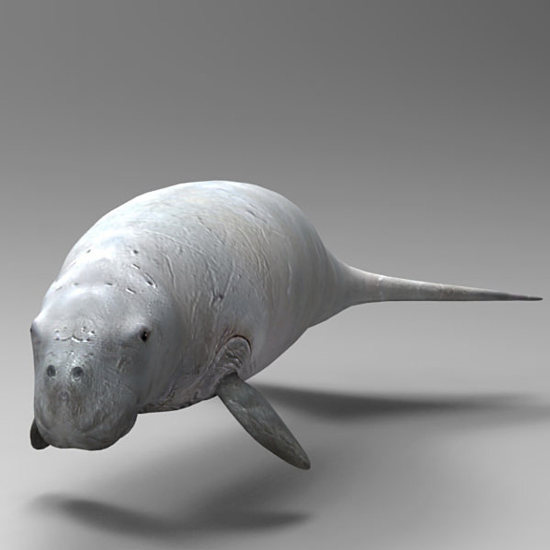Poser dugong model - TurboSquid 1250670