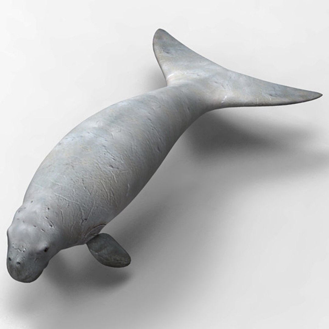 Poser dugong model - TurboSquid 1250670