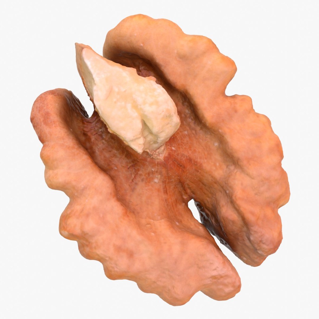 Walnut half kernel 01 high-poly 3D model model - TurboSquid 1866797