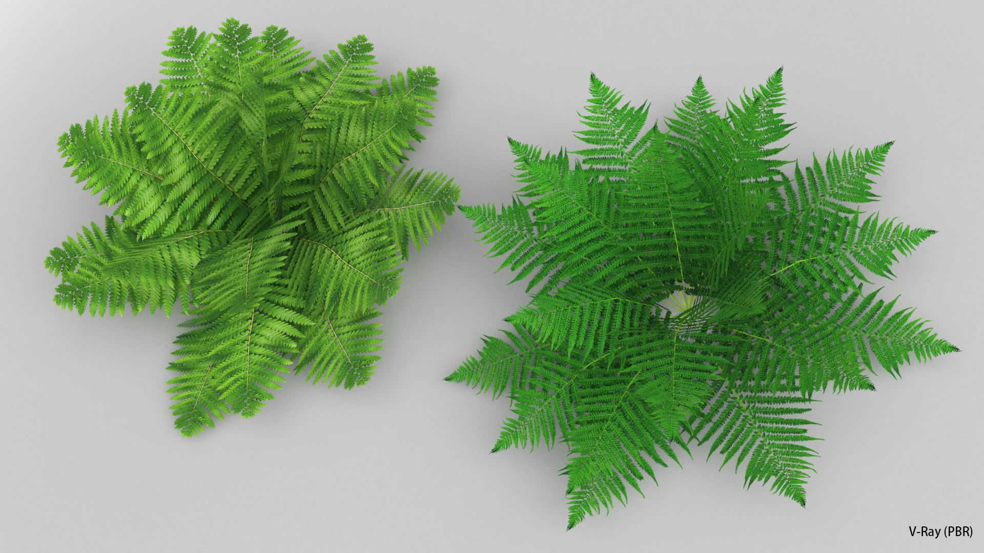 3D Model Ferns Low-poly Pbr - TurboSquid 1555535