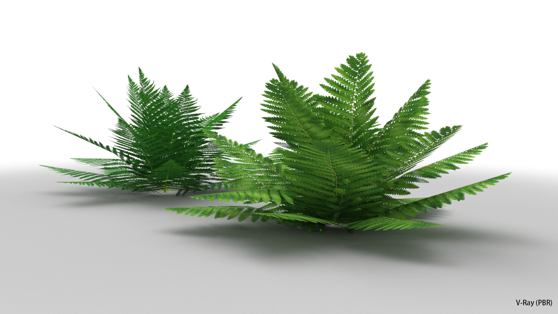 3D Model Ferns Low-poly Pbr - TurboSquid 1555535