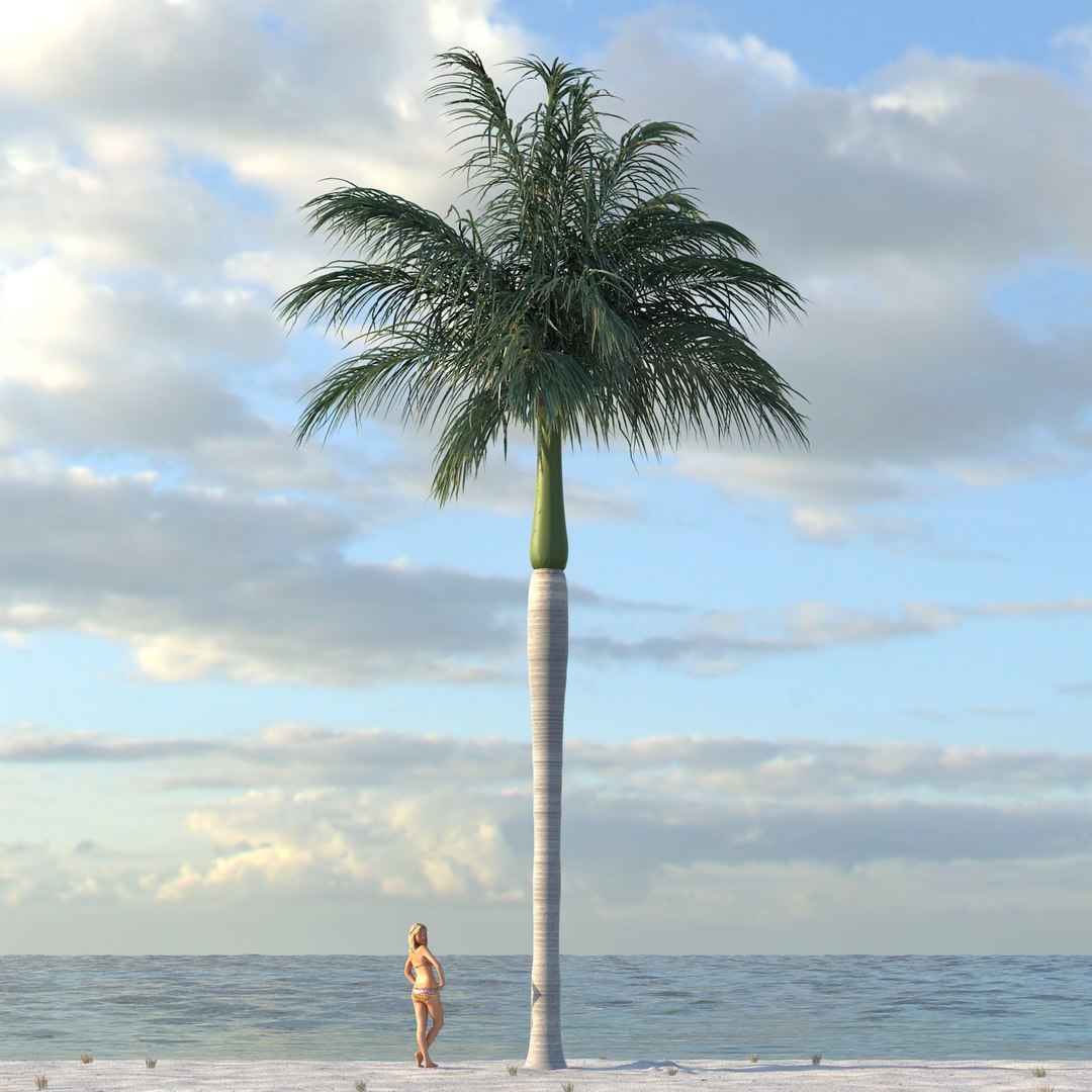 royal palm tree max