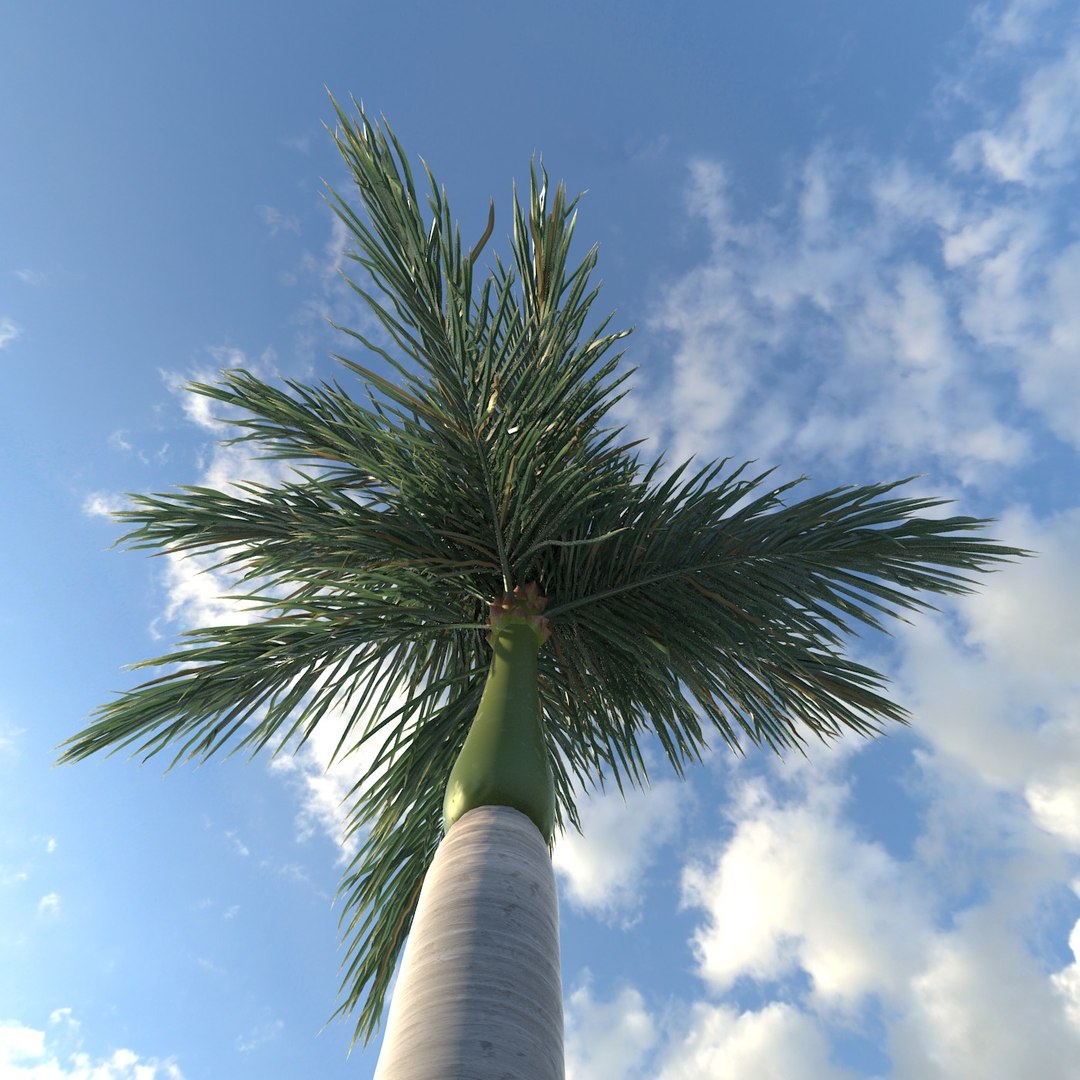 royal palm tree max