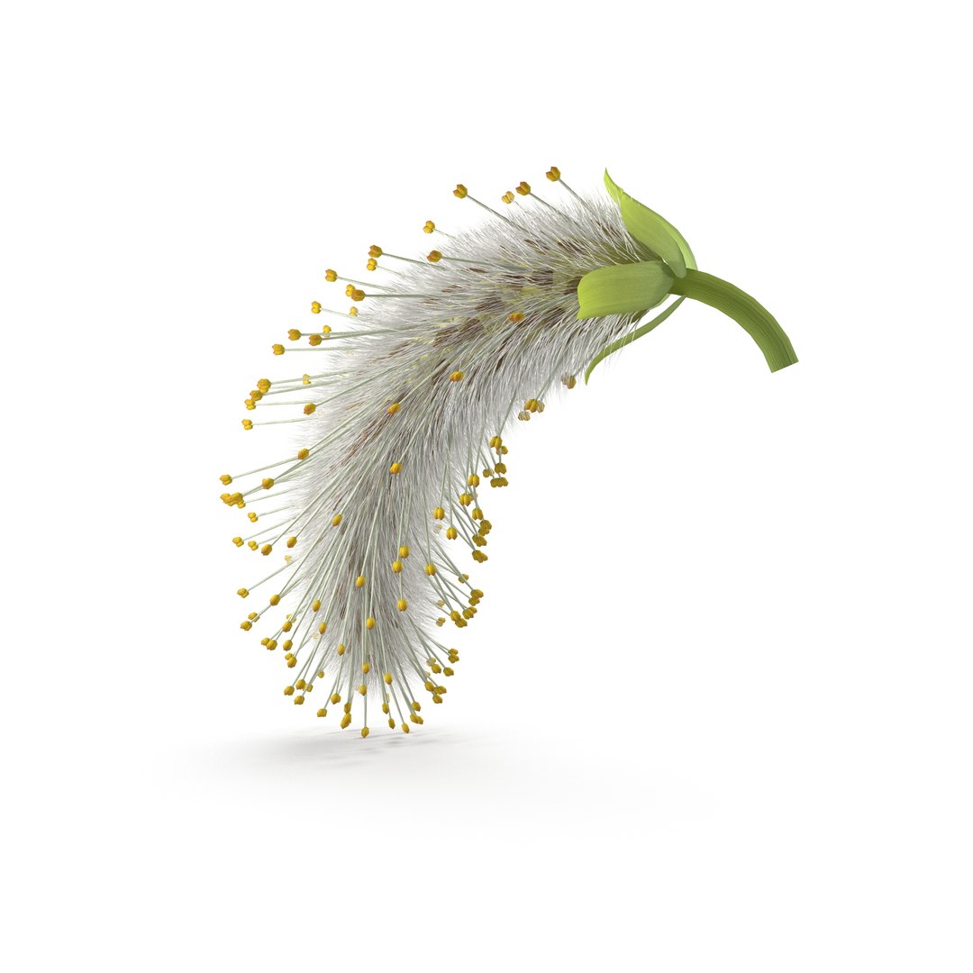 3D Salix Discolor V1 Model - TurboSquid 2214217