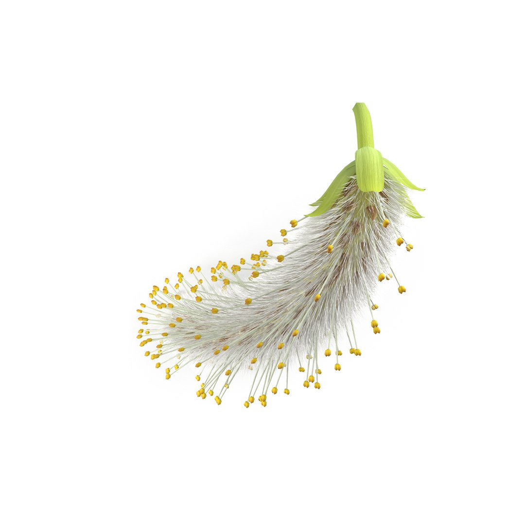 3D Salix Discolor V1 Model - TurboSquid 2214217