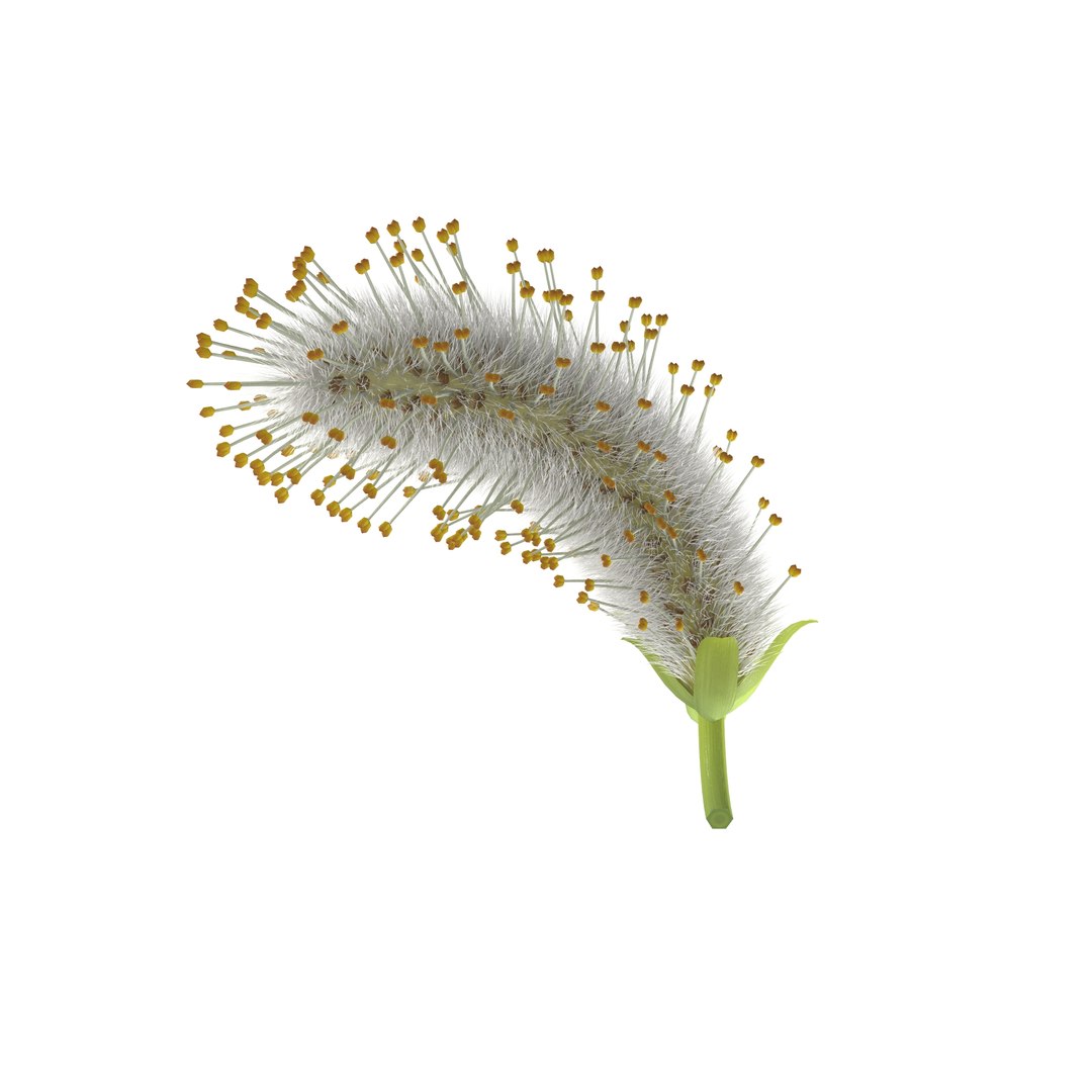3D Salix Discolor V1 Model - TurboSquid 2214217