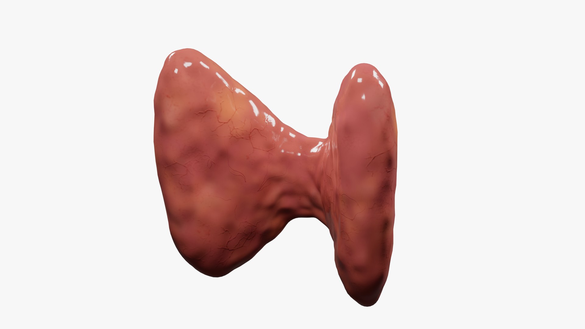 3D Thyroid Gland - TurboSquid 1876303