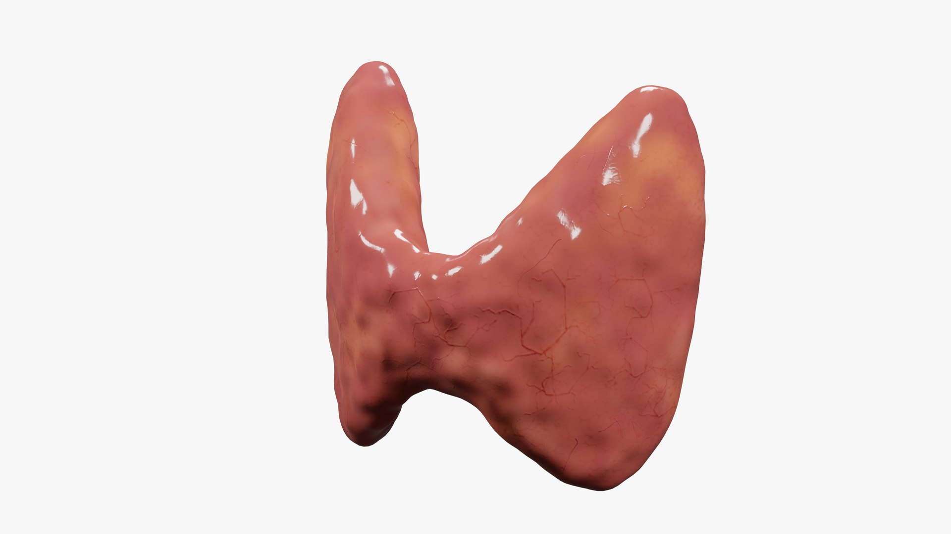 3D Thyroid Gland - TurboSquid 1876303