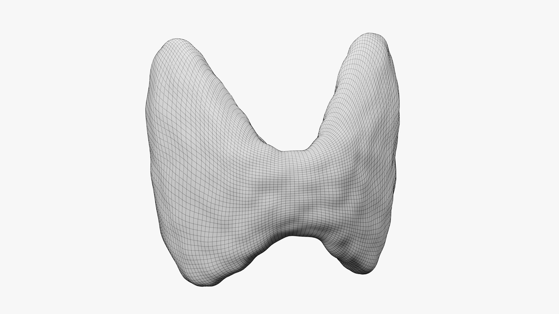 3D Thyroid Gland - TurboSquid 1876303