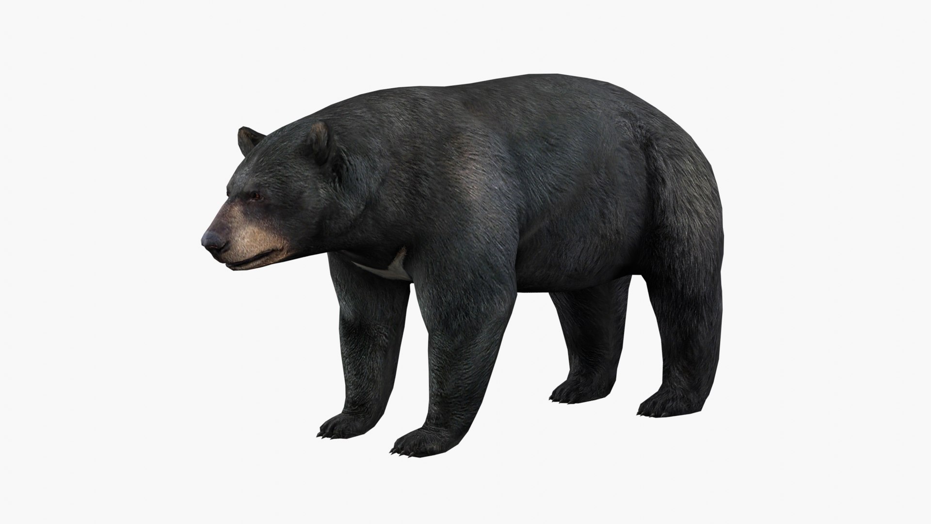 3D Asian Black Bear RIGGED Model - TurboSquid 2330347