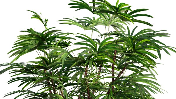 Rhapis excelsa 3D - TurboSquid 1795436