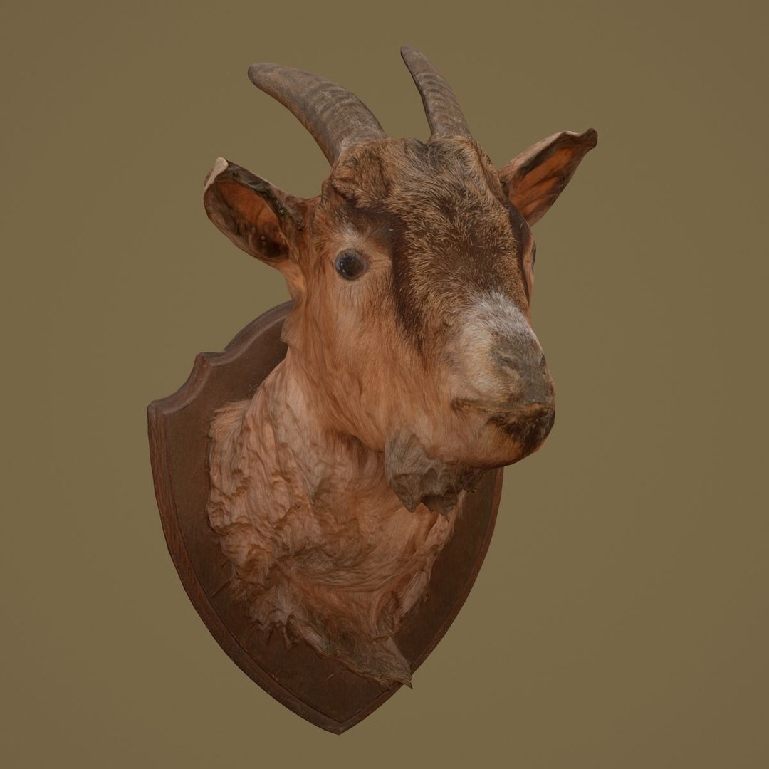 Animal digital photogrammetry 3D model - TurboSquid 1162982