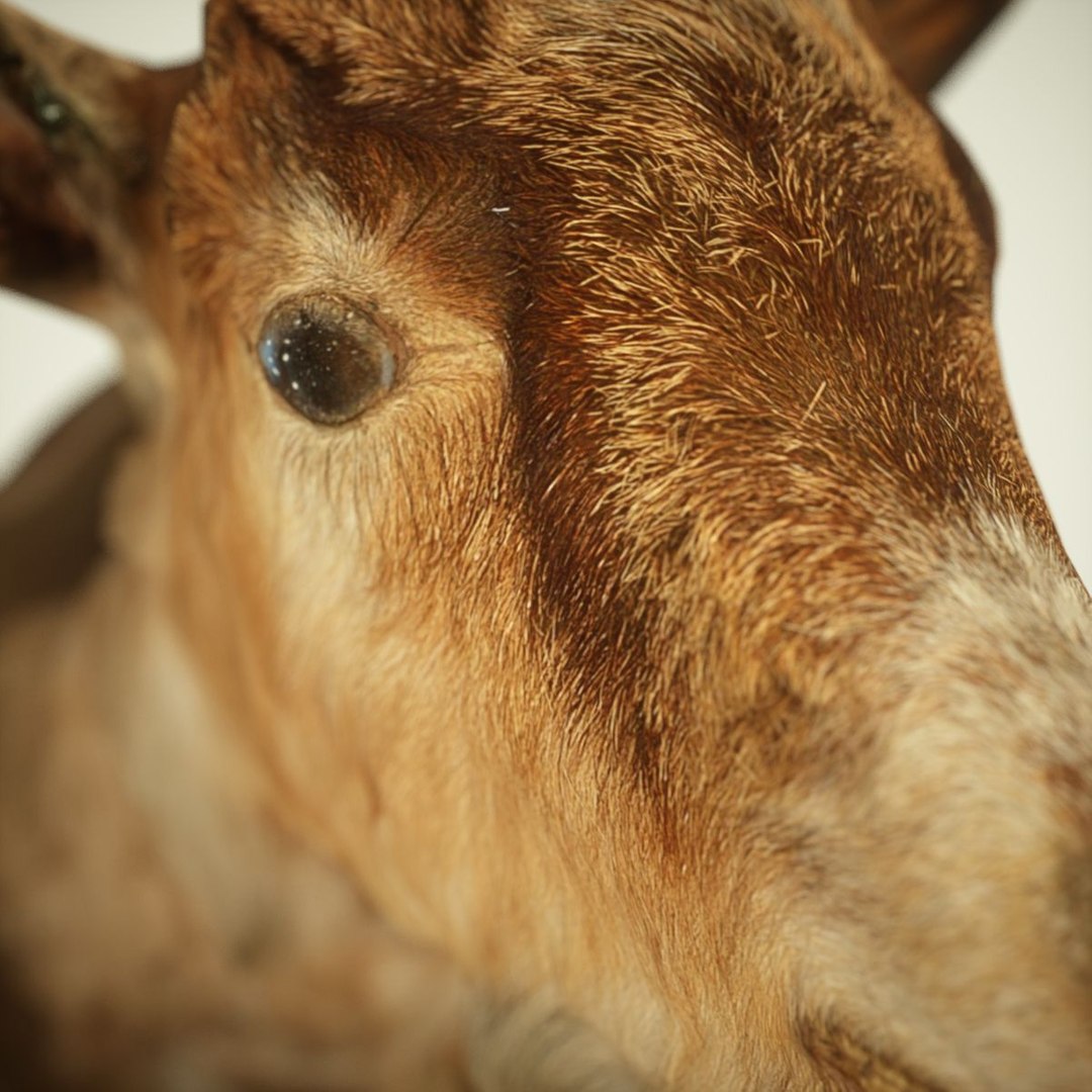 Animal digital photogrammetry 3D model - TurboSquid 1162982