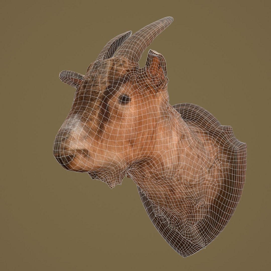 Animal digital photogrammetry 3D model - TurboSquid 1162982
