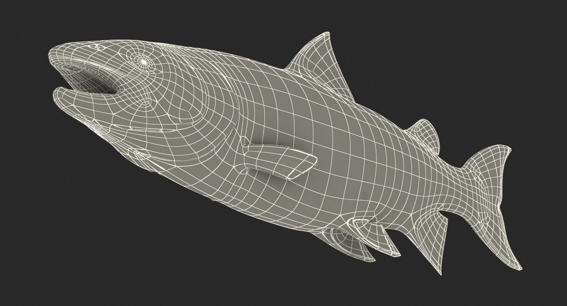 3d Model Atlantic Salmon Fish Rigged