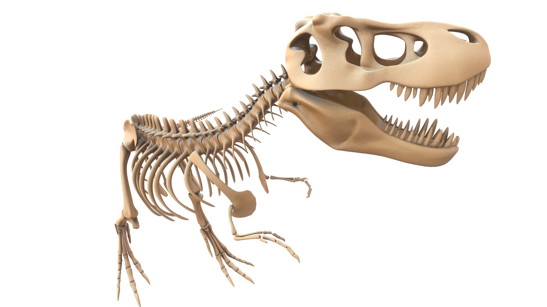 T-rex Skeleton 3D Model - TurboSquid 1432743