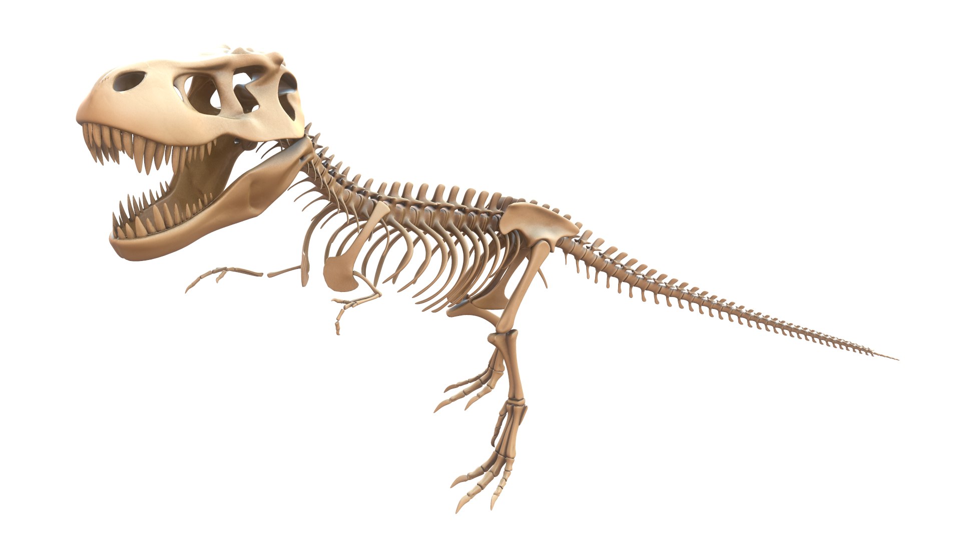 T-rex Skeleton 3D Model - TurboSquid 1432743