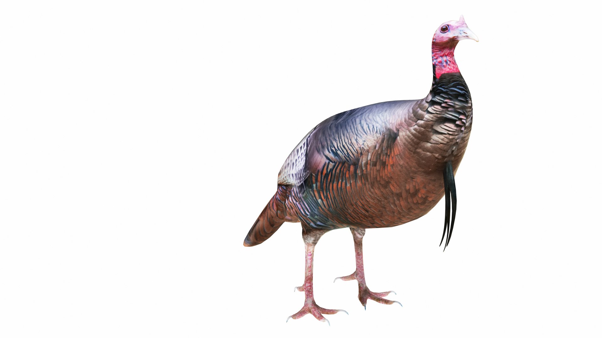 3D Turkey Model - TurboSquid 2330568