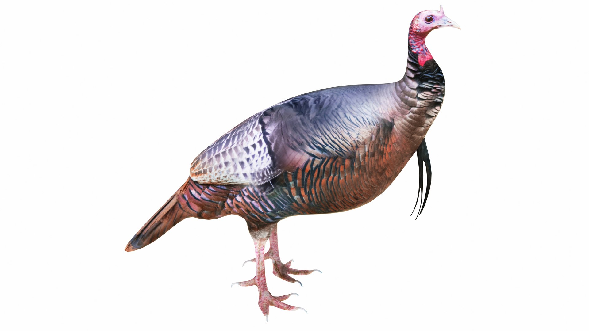 3D Turkey Model - TurboSquid 2330568