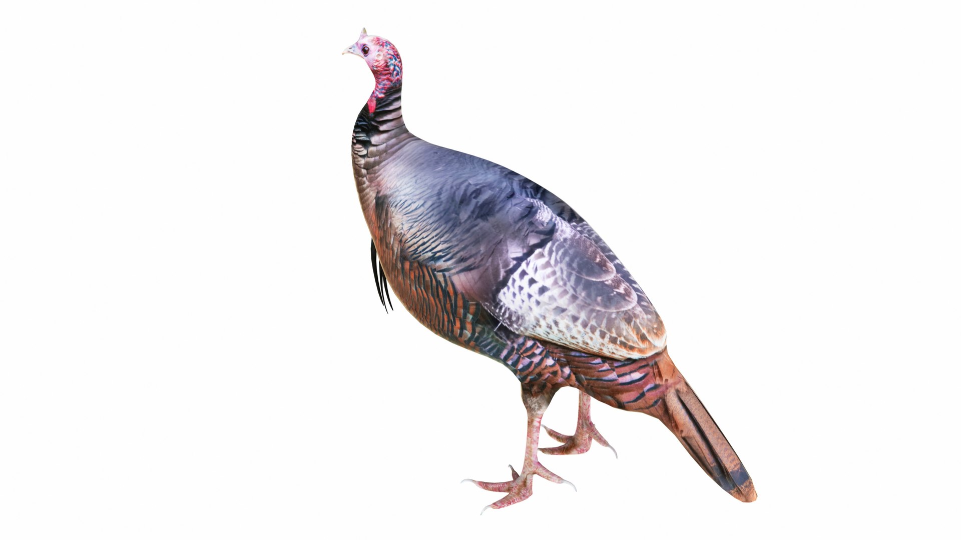 3D Turkey Model - TurboSquid 2330568