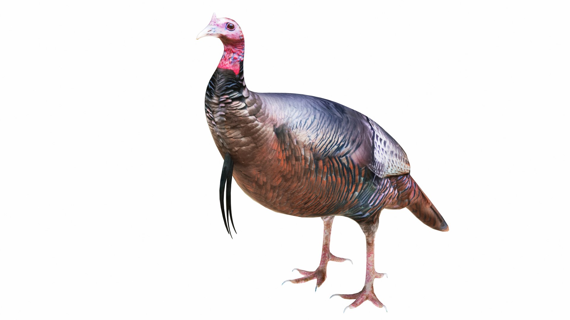 3D Turkey Model - TurboSquid 2330568