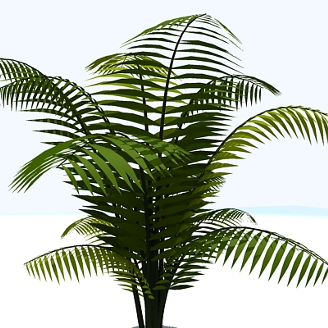 3d Model Palm Plant