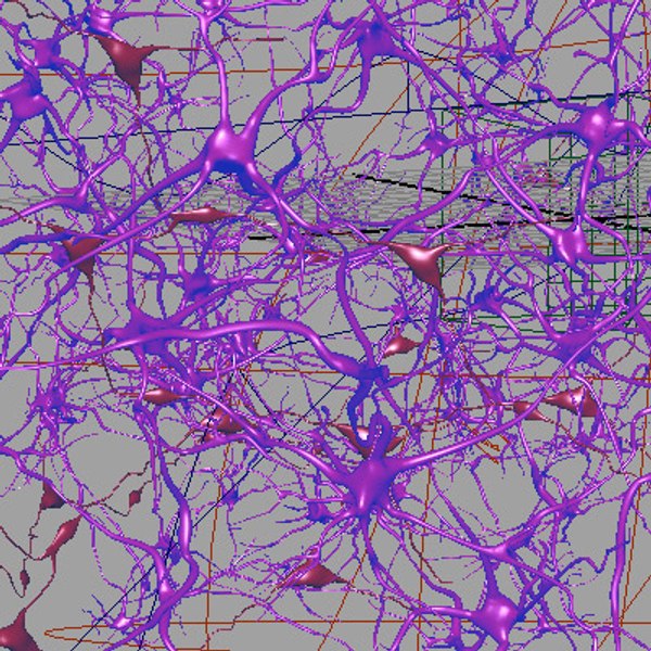 Animated Nerve Cell 3D Models for Download | TurboSquid