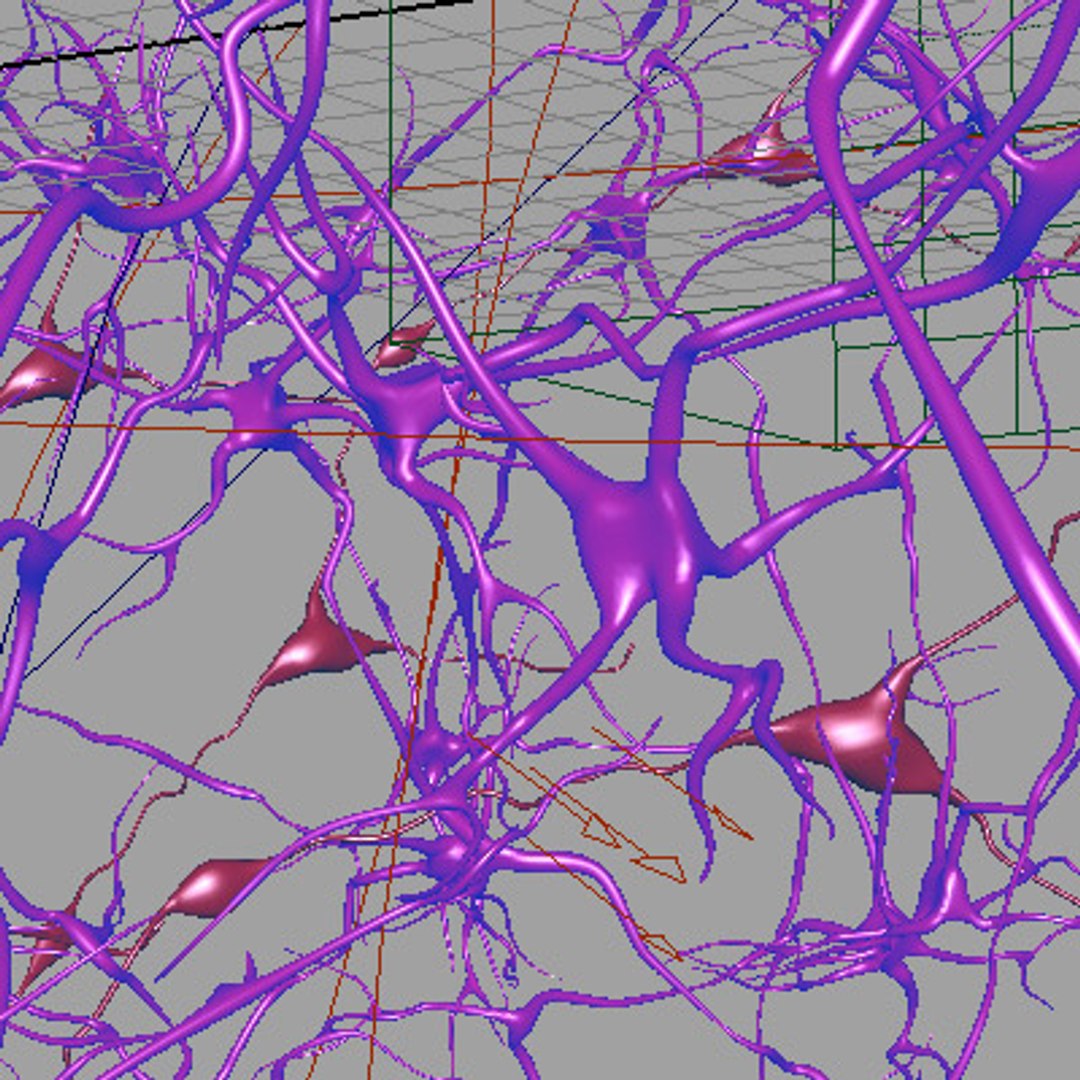 Neurons Animation 3d Model